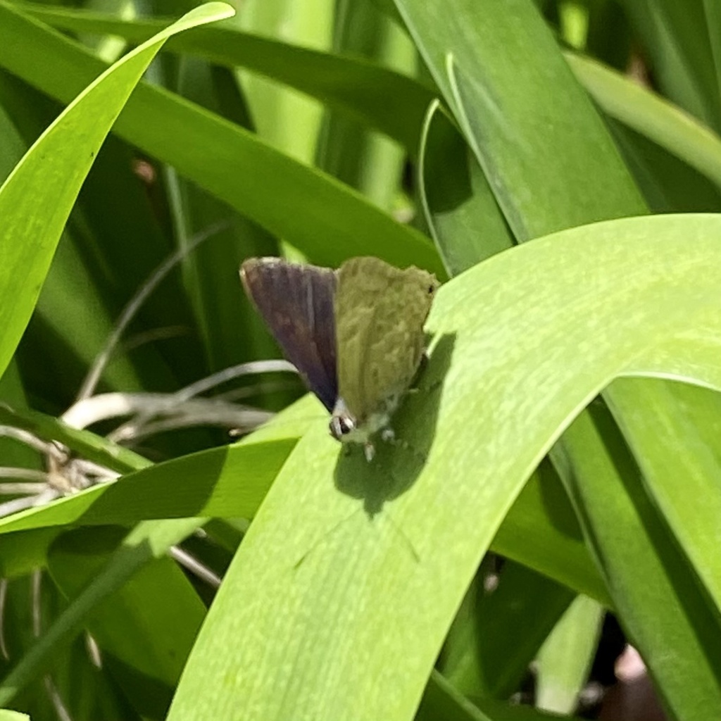 Anthene in October 2023 by Nadya Muchoney · iNaturalist