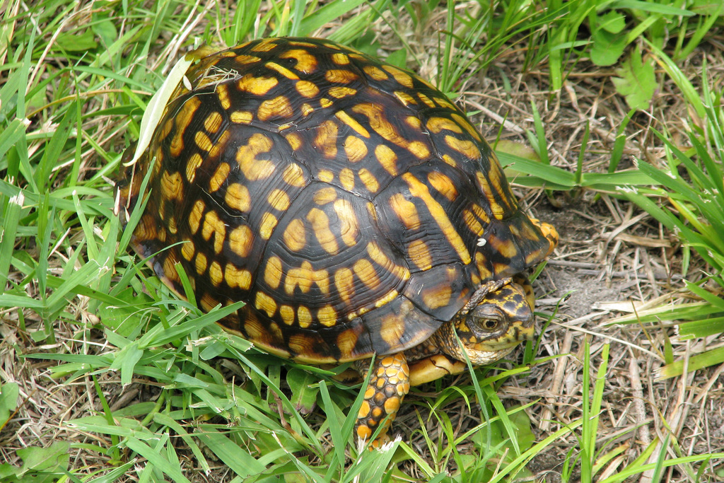 Eastern Box Turtle in June 2011 by jlculler · iNaturalist