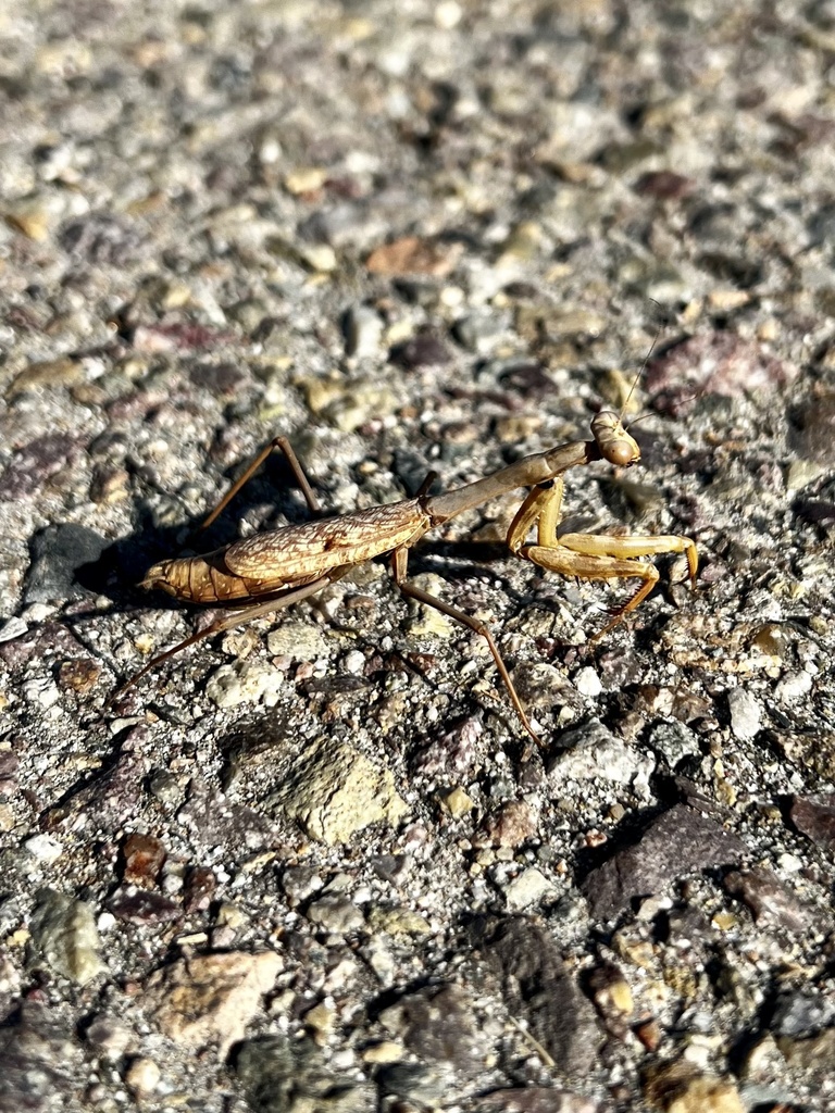 California Mantis from Mission Trails Regional Park, San Diego, CA, US ...