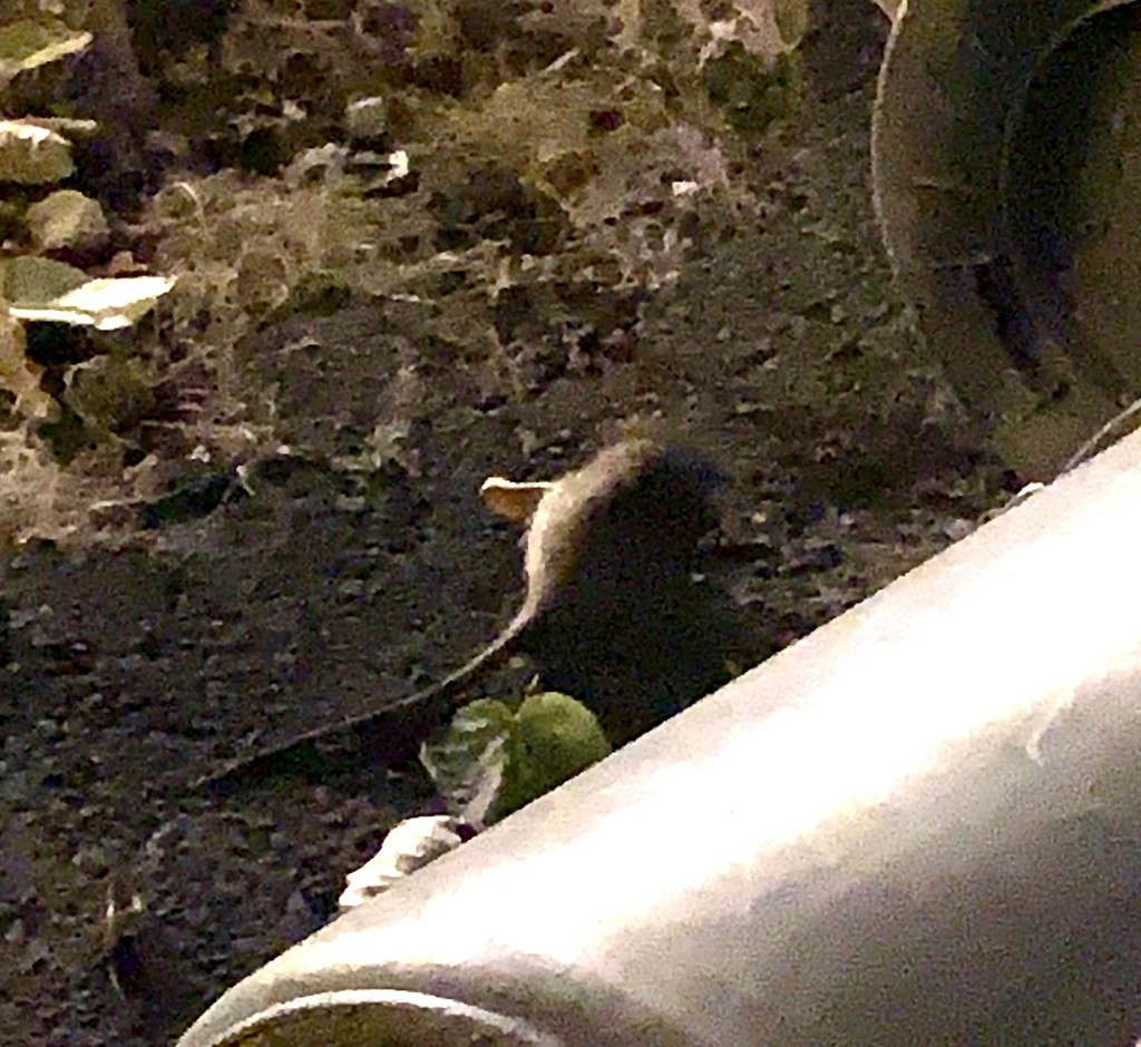 Brown Rat from E Allen St, Philadelphia, PA, US on November 17, 2023 at ...