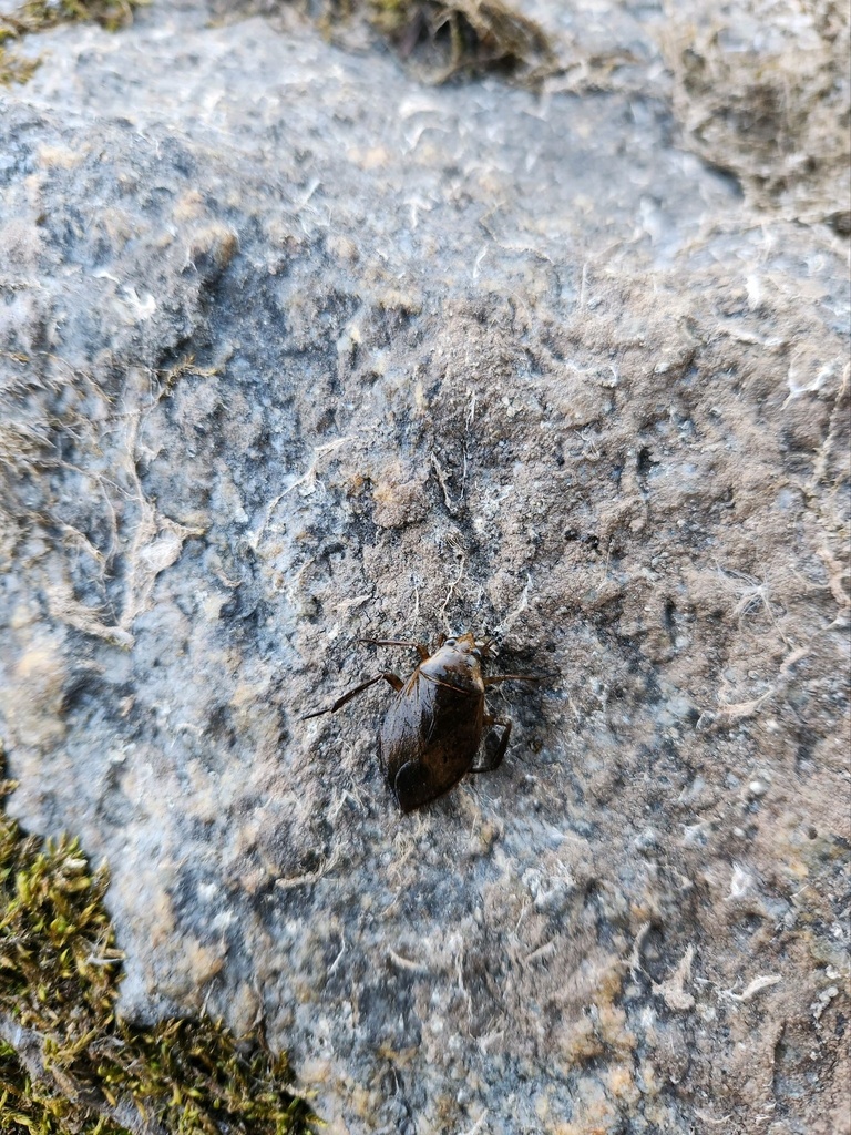 Belostoma flumineum from Shell River, Menahga, MN, US on November 15 ...