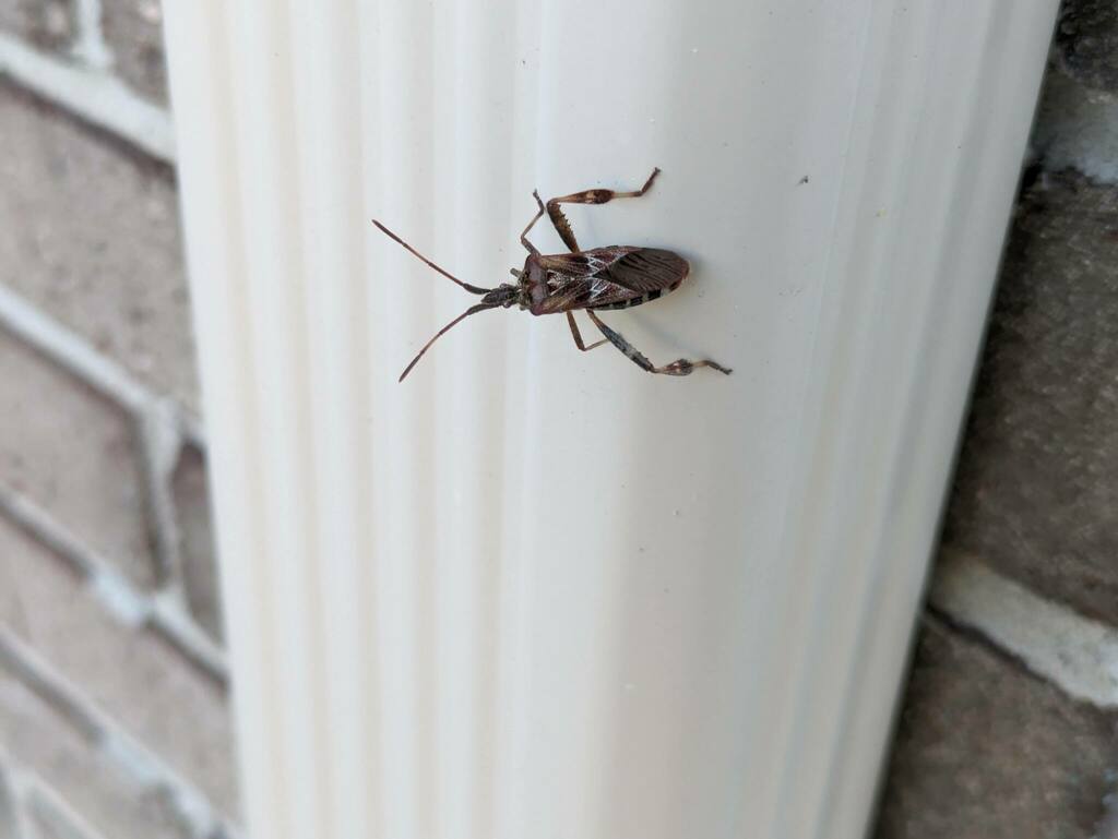 Western Conifer Seed Bug in October 2023 by Trevor Darley · iNaturalist