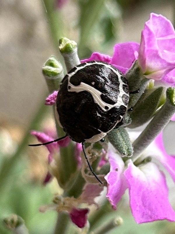 Clown Stink Bug from Nikko National Park, Nikko, Tochigi, JP on ...