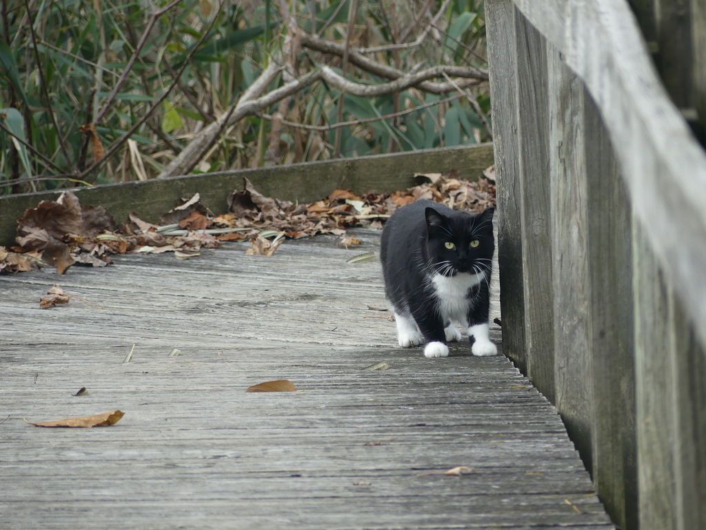 Domestic Cat from Lucas County, OH, USA on October 31, 2023 at 02:01 PM ...