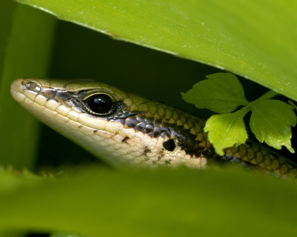 Falcón Skink from Píritu 4165, Falcón, Venezuela on November 16, 2023 ...