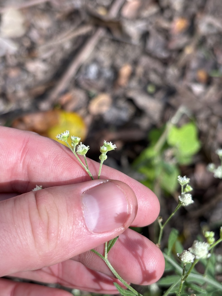 Santa Maria feverfew in November 2023 by Evan Trees · iNaturalist