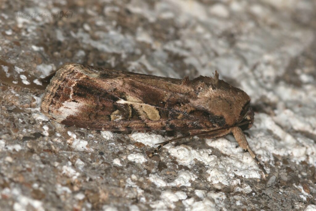 Fall Armyworm Moth from Mission Bend, TX 77083, USA on November 17 ...