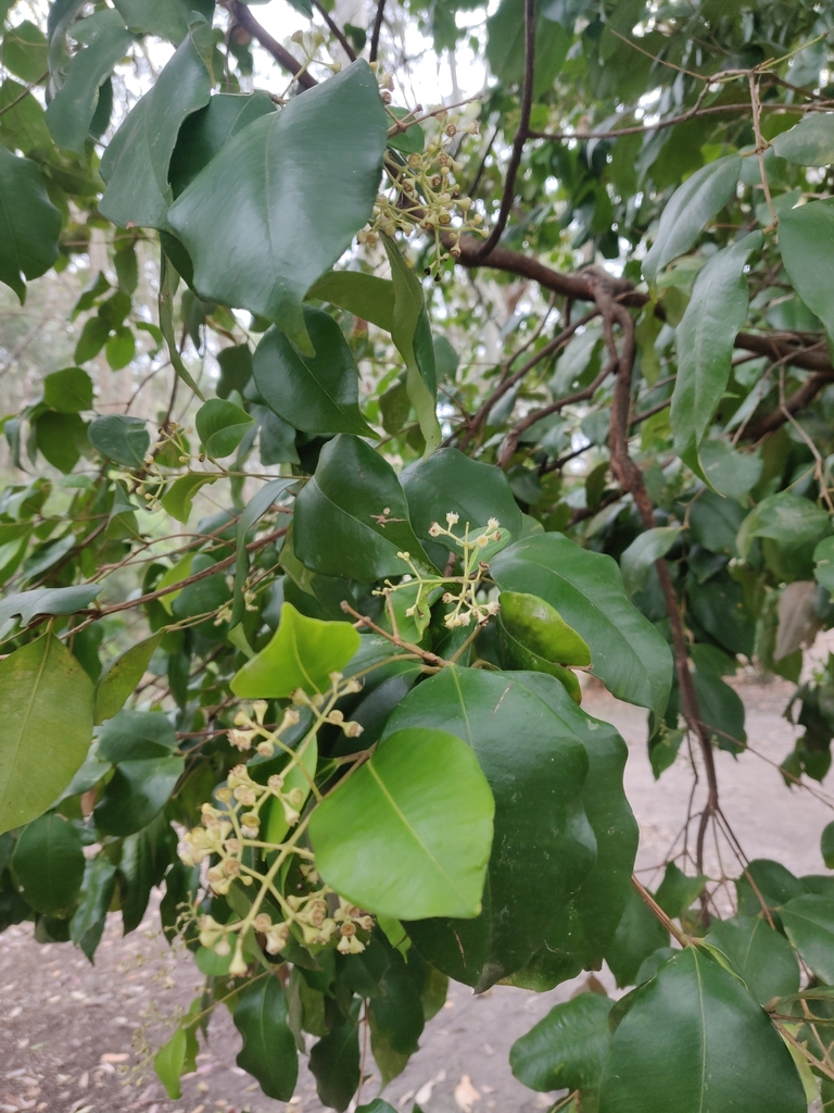 Lilly Pilly from Depot Beach NSW 2536, Australien on November 14, 2023 ...