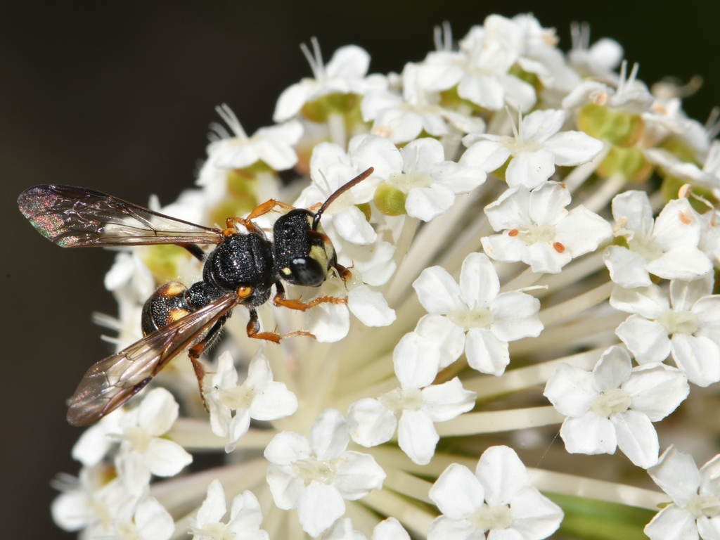 Bees and Apoid Wasps from Langwarrin VIC 3910, Australia on November 13 ...