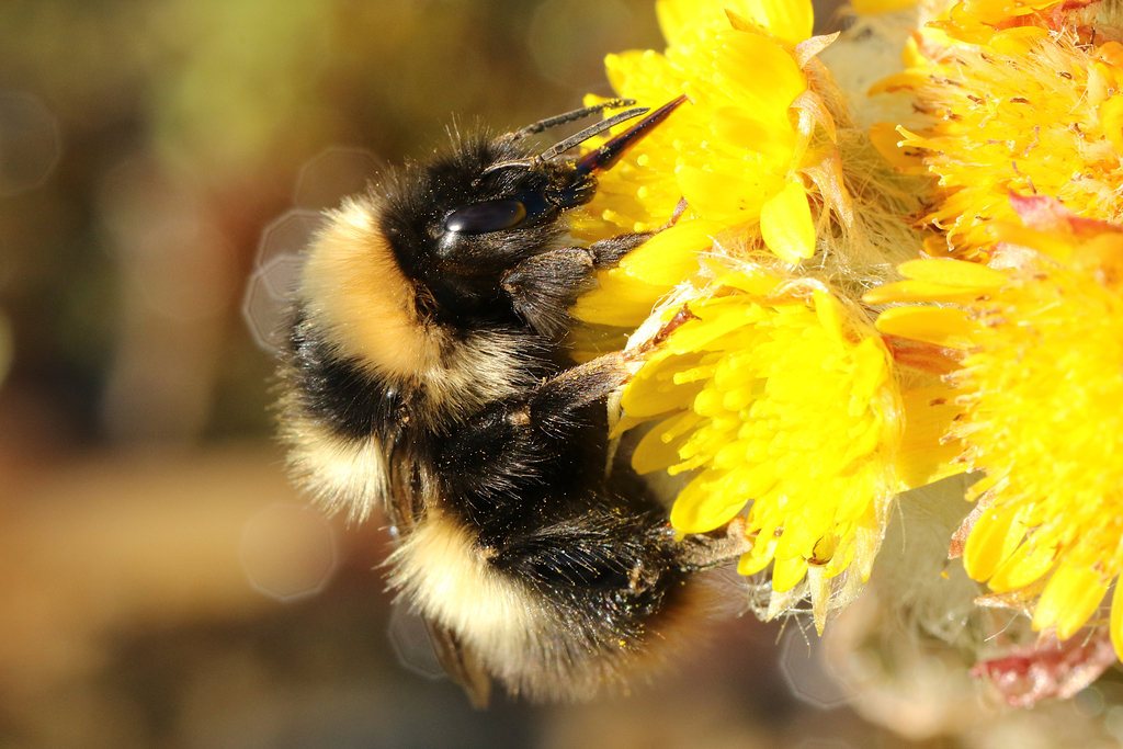 Polar Bumble Bee from Qikiqtaaluk Region, NU, Canada on August 5, 2016 ...