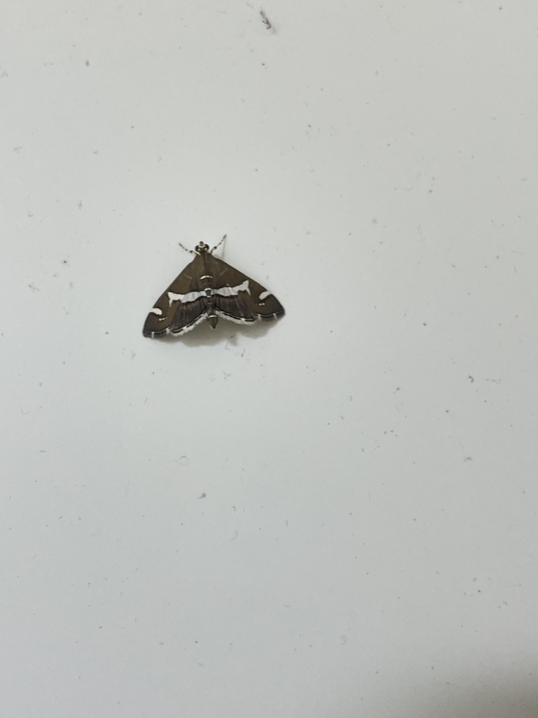 Hawaiian Beet Webworm Moth from Neyyar Wildlife Sanctuary ...