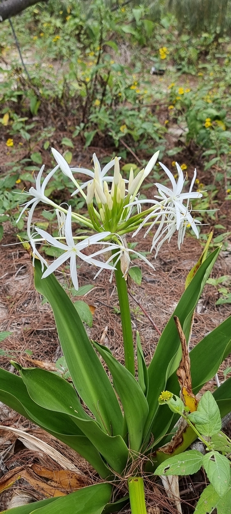 mangrove lily from Bribie Island North QLD 4507, Australia on November ...