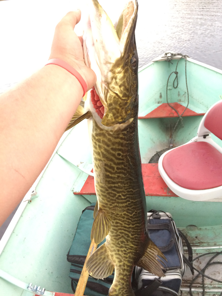 Tiger Muskellunge from Peterson Lake, Wascott, WI, US on May 3, 2015 at ...