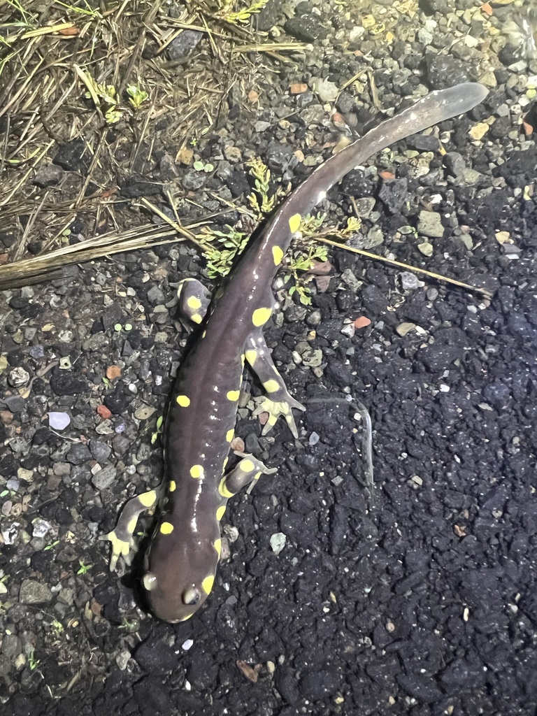 California Tiger Salamander in November 2023 by Mike Rochford. Headed ...