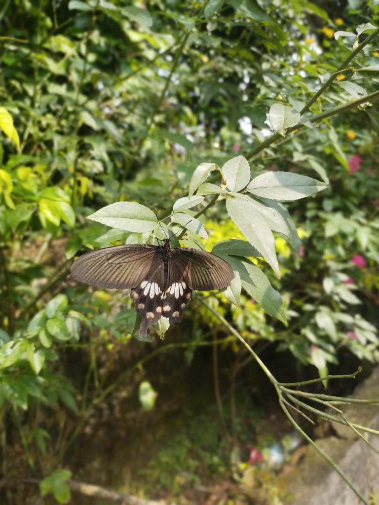 Common Rose Swallowtail from RF2C+QMG, Mannur, Kerala 678642, India on ...