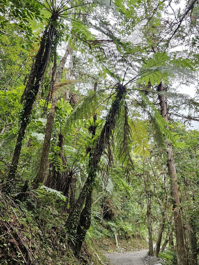 Spiny Tree Fern from 982台灣花蓮縣卓溪鄉花蓮縣卓溪鄉 on November 17, 2023 at 10:08 AM ...