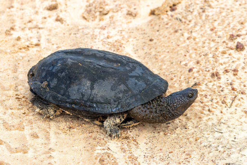 Black Spine-necked Swamp Turtle in November 2023 by Gustavo Dallaqua ...