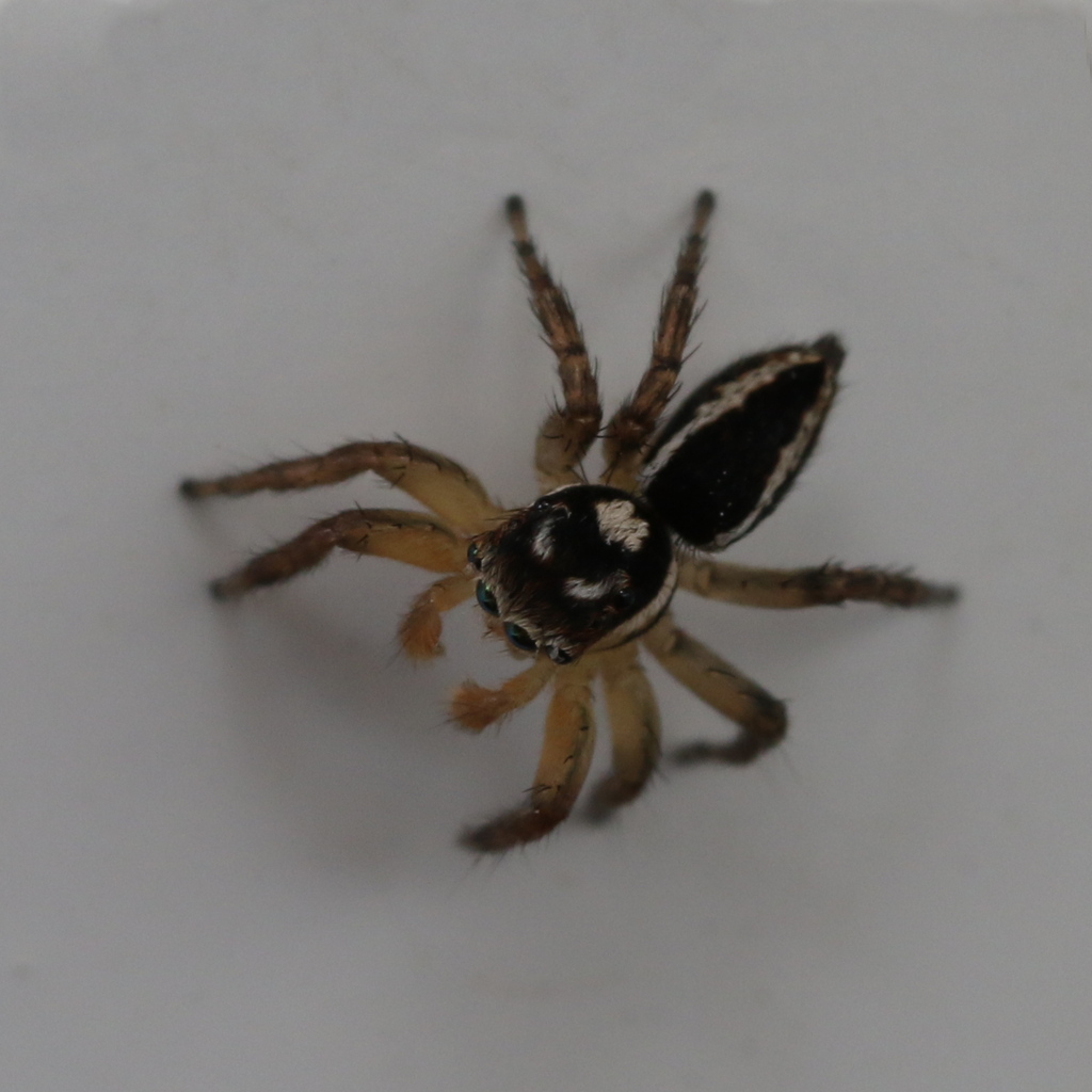 Jotus from Melbourne VIC, Australia on November 15, 2023 at 06:35 AM by ...