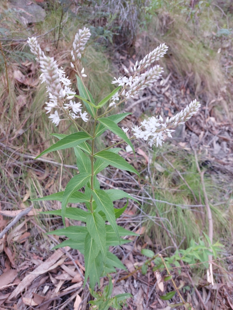 derwent speedwell from Sargood VIC 3858, Australia on November 17, 2023 ...
