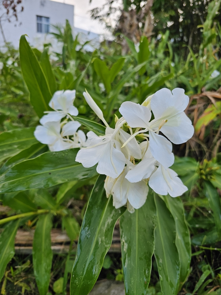 White ginger from 971台灣花蓮縣新城鄉佳林村 on November 16, 2023 at 06:38 AM by ...