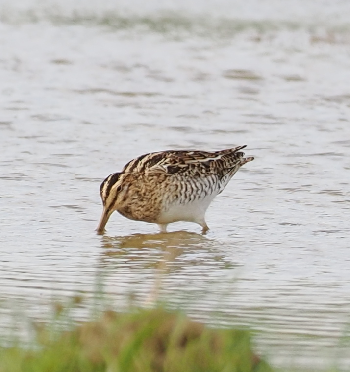 Common Snipe in November 2023 by S Dowell · iNaturalist