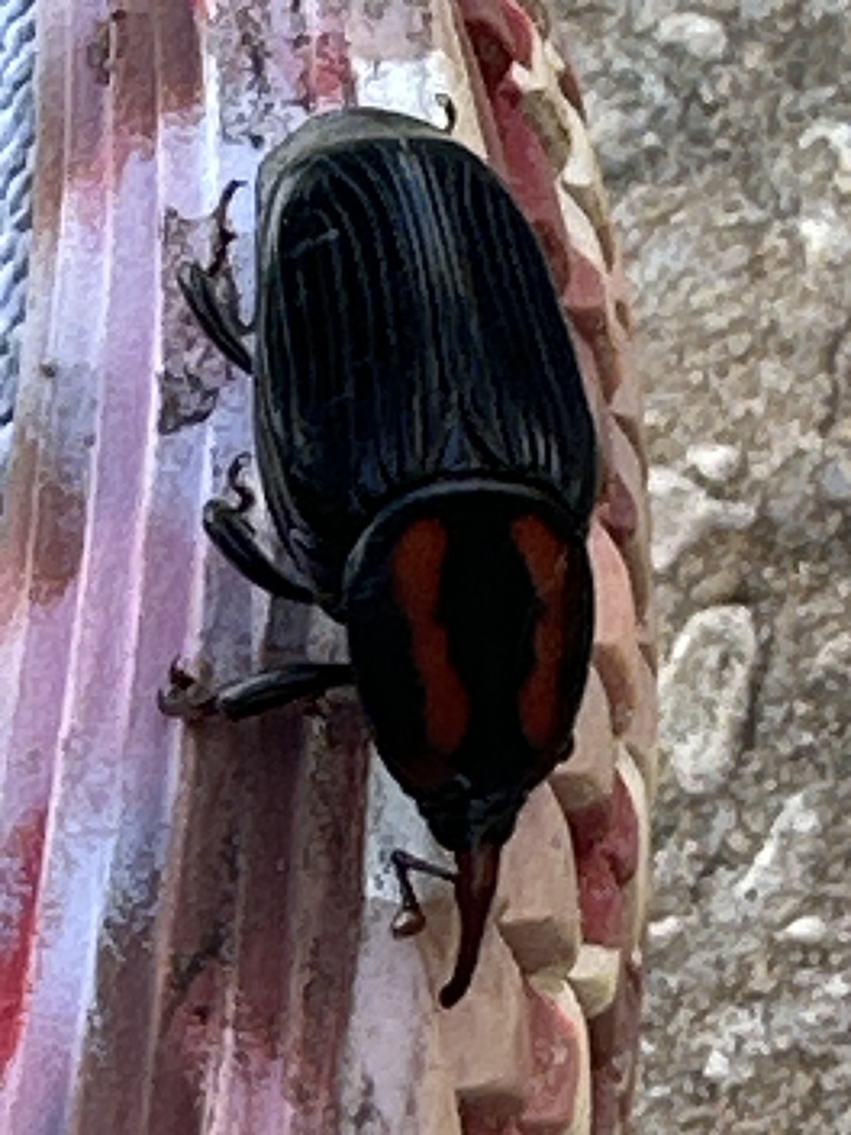 Palmetto Weevil from Sunset Dr, New Smyrna Beach, FL, US on November 18 ...