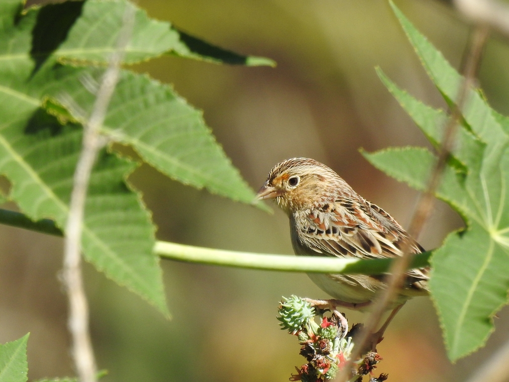 Grasshopper Sparrow from San José de Gracia on November 17, 2023 at 09: ...