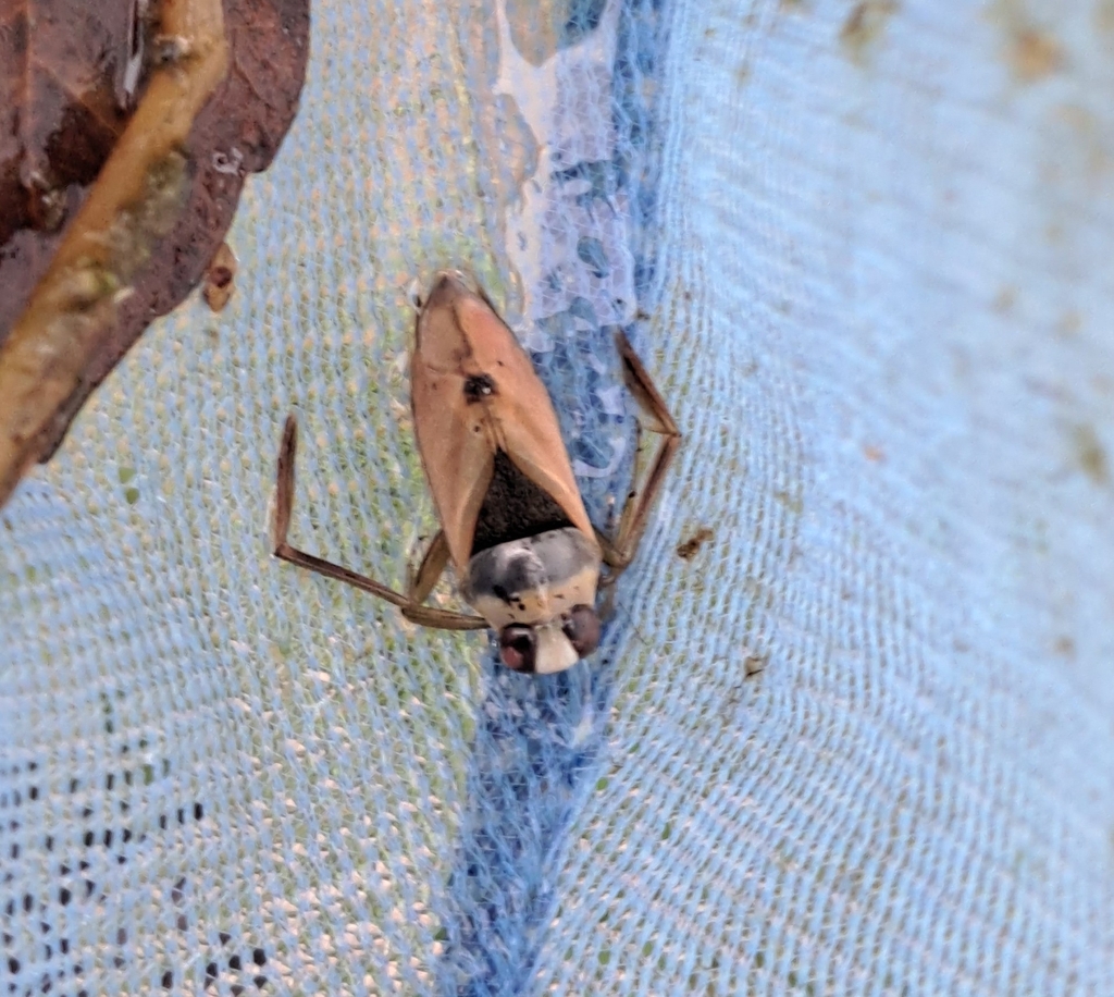 Greater Water Boatman from 37077 Göttingen, Deutschland on November 16 ...