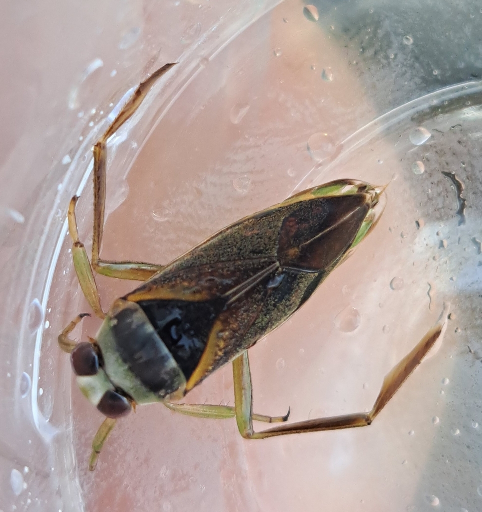 peppered backswimmer from 37077 Göttingen, Deutschland on October 30 ...