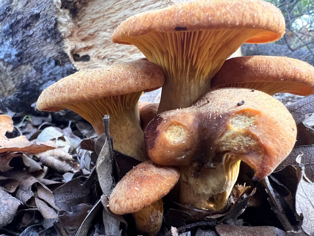 southern jack-o'-lantern from Fort Worth Nature Center & Refuge, Fort ...