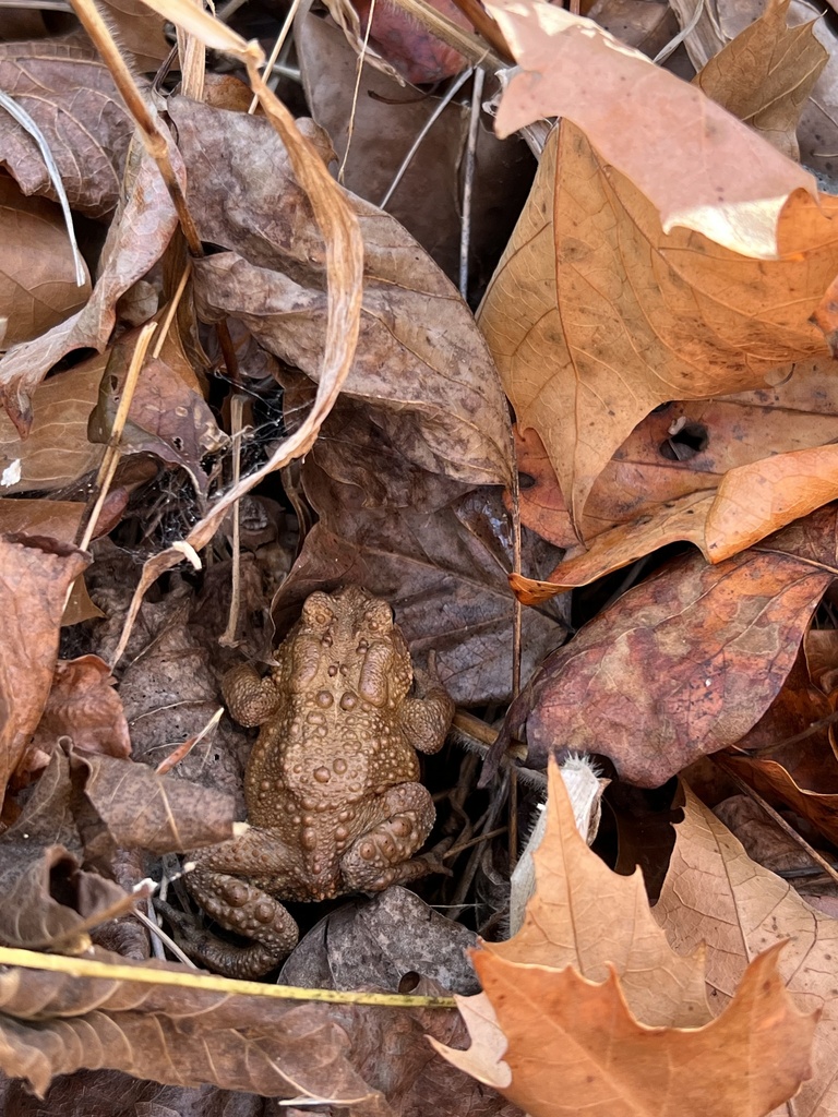 Eastern American Toad from I-64 W, Charlottesville, VA, US on November ...
