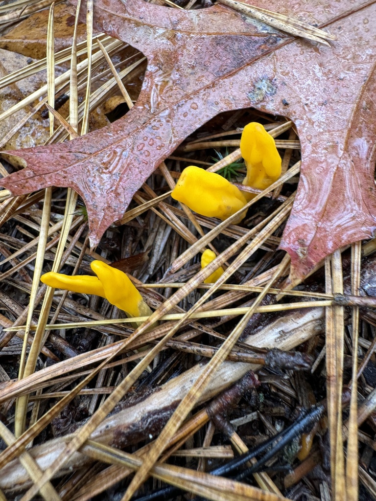 Irregular Earth Tongue from Long Island, Ridge, NY, US on November 18 ...
