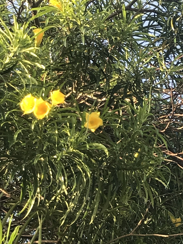 Be-still tree from Nudgee Rd, Ascot, QLD, AU on October 17, 2023 at 03: ...