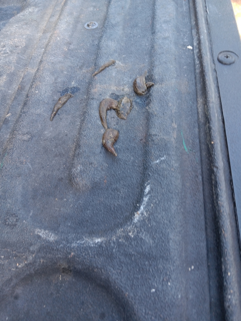 Turtle Leeches from Denton County, US-TX, US by Gordan Balic · iNaturalist