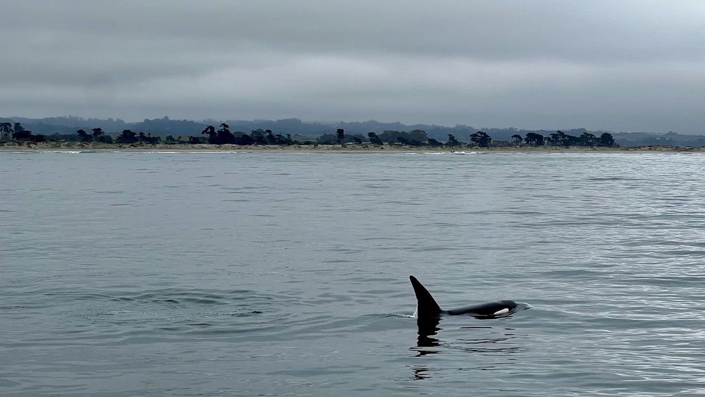 Orca from Monterey Bay, CA, US on May 20, 2023 at 09:49 AM by John ...