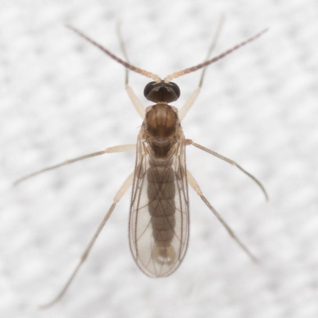 Dark-winged Fungus Gnats in November 2023 by John Schneider · iNaturalist