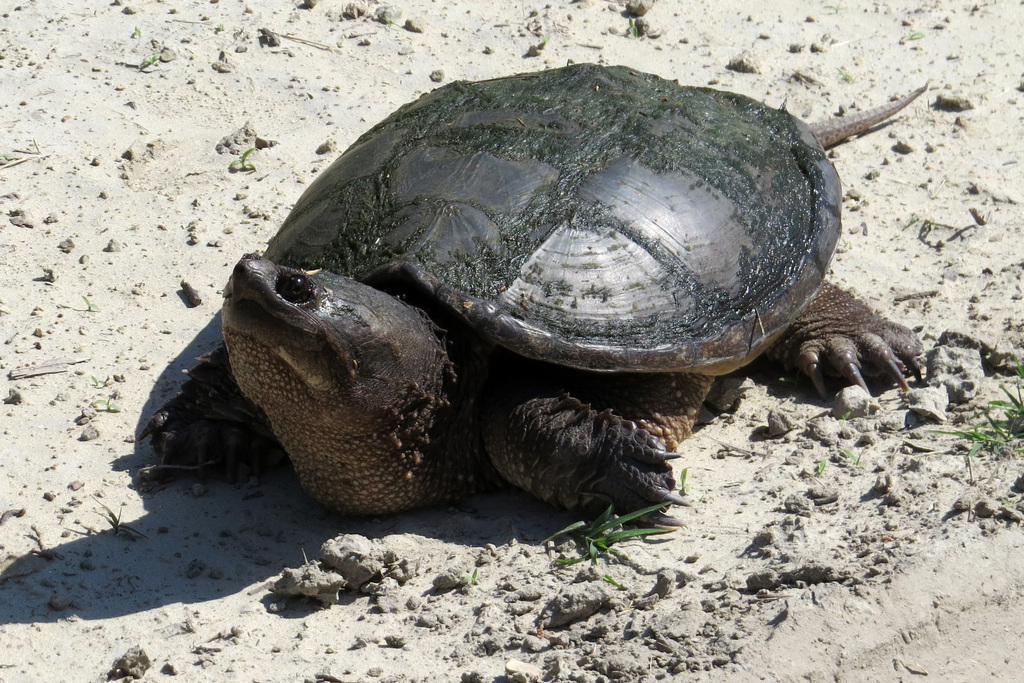 Common Snapping Turtle from Dare County, NC, USA on May 25, 2014 at 09: ...