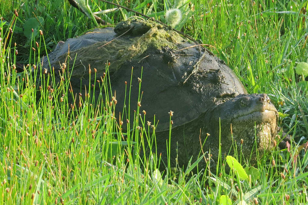 Common Snapping Turtle from Dare County, NC, USA on May 20, 2015 at 05: ...