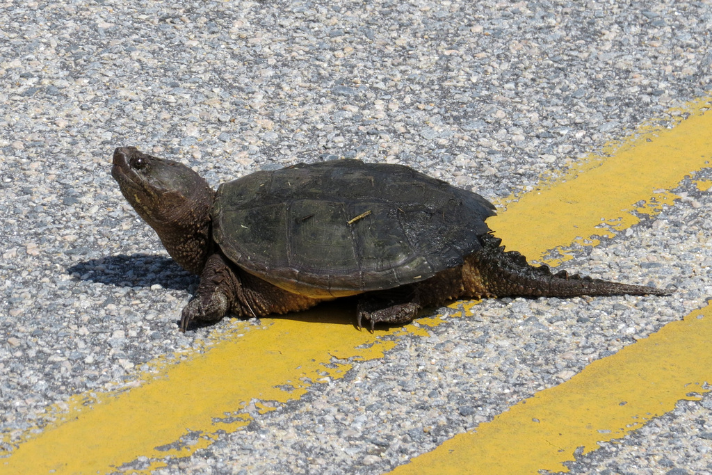 Common Snapping Turtle from Dare County, NC, USA on May 20, 2015 at 01: ...