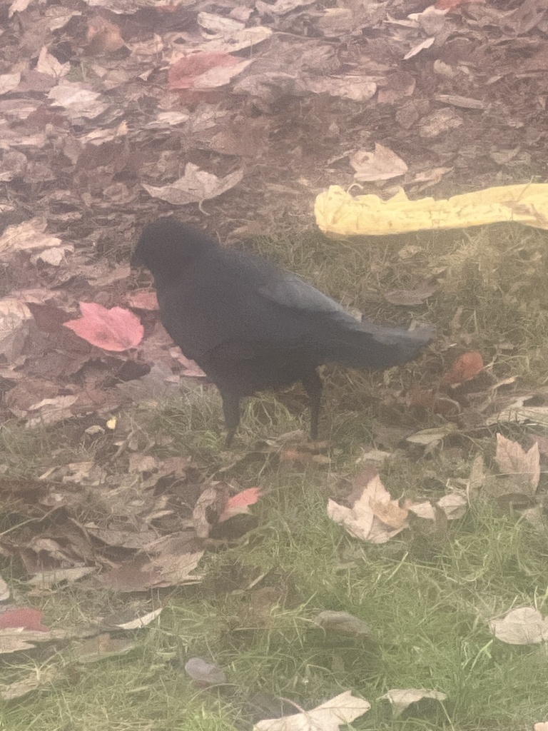 American Crow from Stanley Park, Vancouver, BC, CA on November 18, 2023 ...