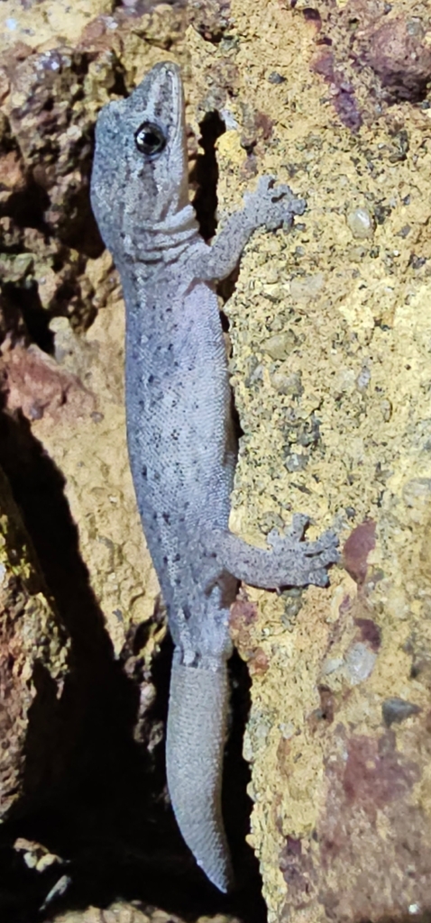 Southwestern Clawless Gecko from Boonanarring WA 6503, Australia on ...