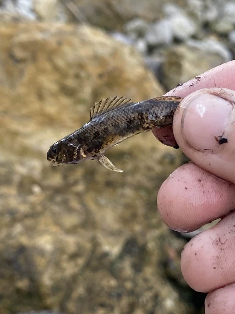 Johnny Darter in November 2023 by eecm · iNaturalist