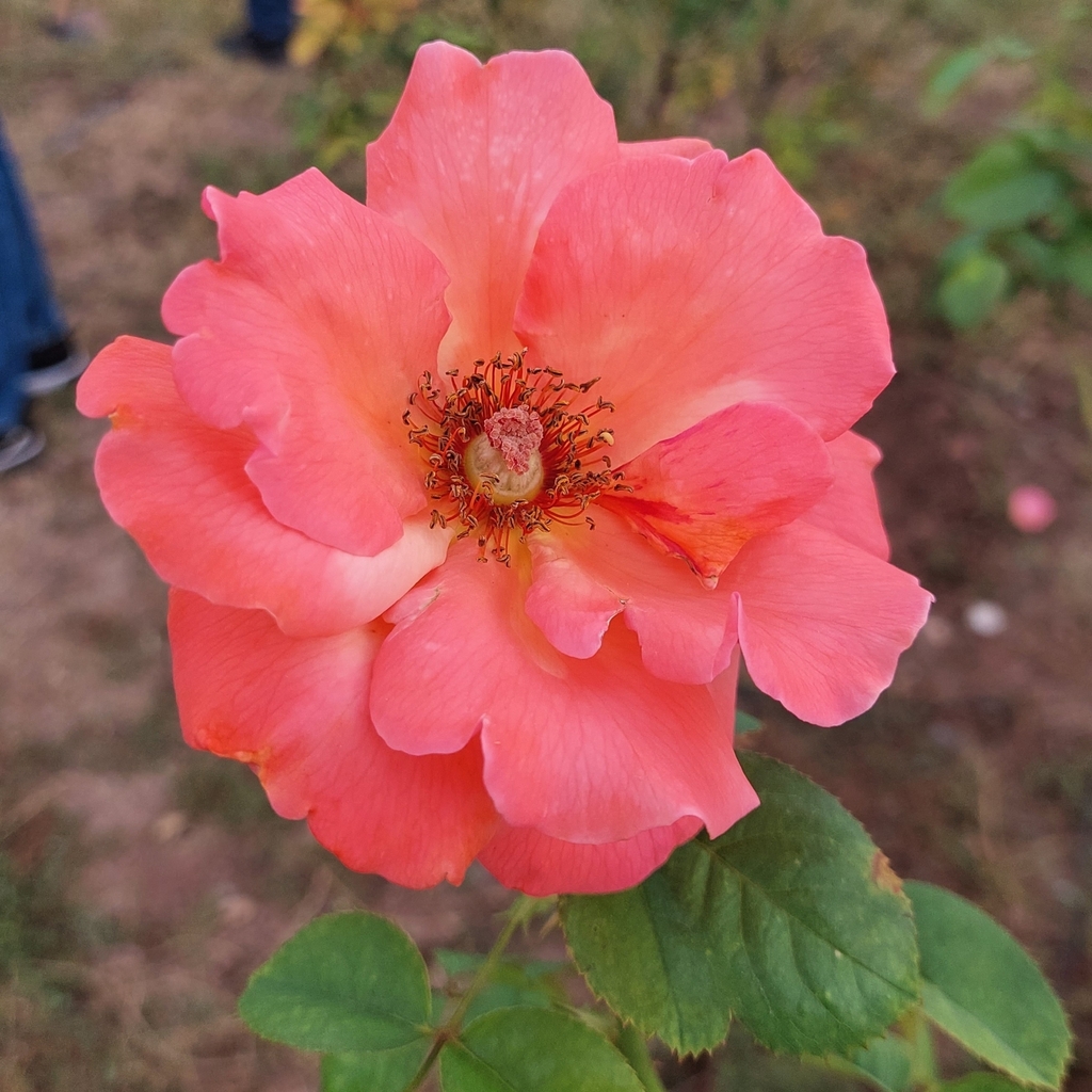 roses in November 2023 by Yolanda Carlón · iNaturalist