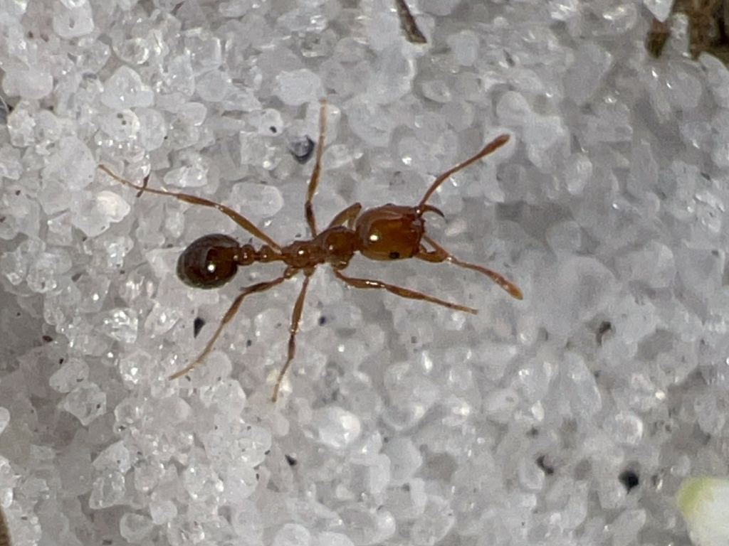 Red Imported Fire Ant from Santa Rosa Island, Gulf Breeze, FL, US on ...