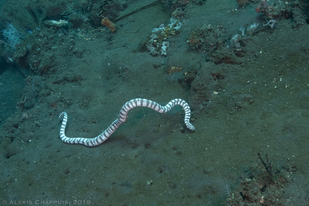 Marine File Snake from East Belitung Regency, Bangka Belitung Islands ...