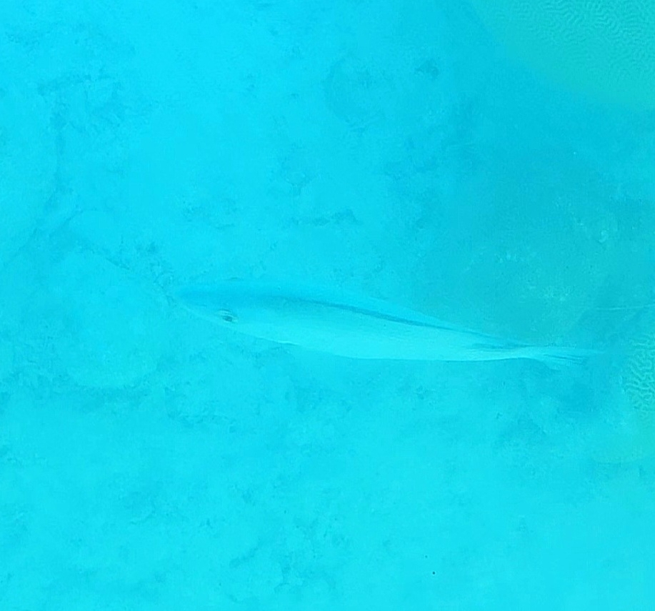 Gray Snapper from Bermuda on 10 November, 2023 at 09:43 AM by froggymum ...