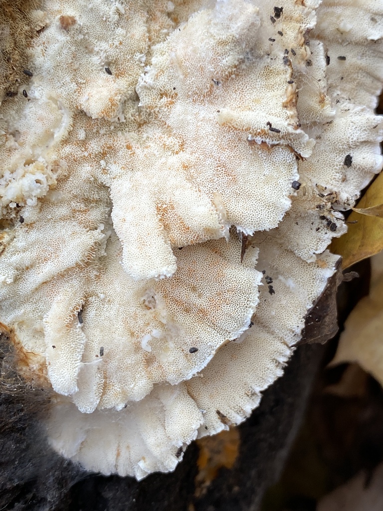 Trametes pubescens from Niagara Parks, Niagara Falls, ON, CA on ...