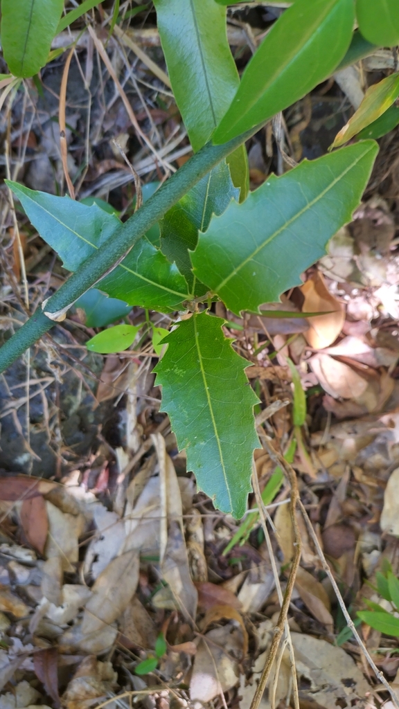 Yellow Tulipwood in November 2023 by Jake Platt. Possible sub-species ...