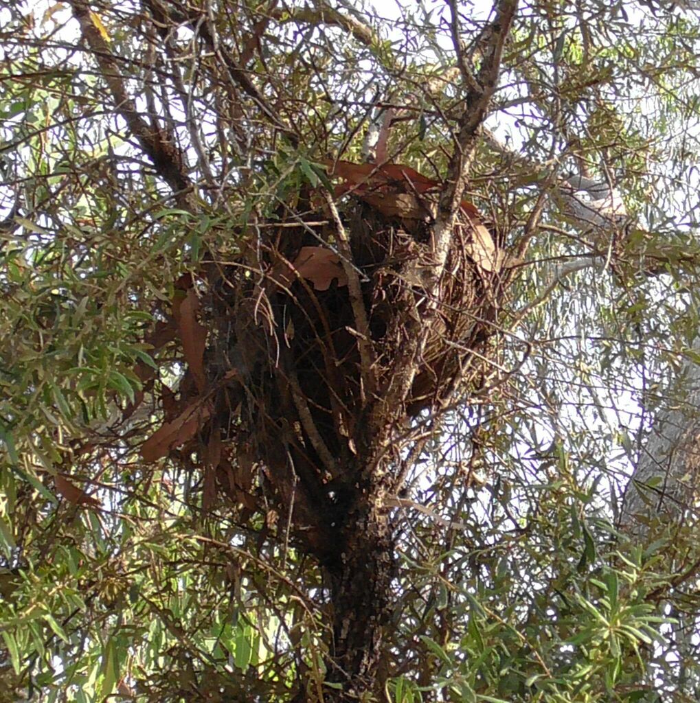 Common Ringtail Possum from Watsonville QLD 4887, Australia on November ...