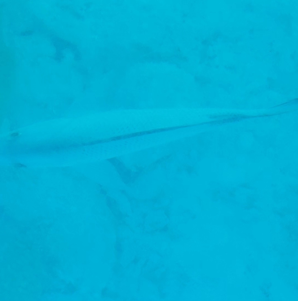 Grey Snapper from Bermuda on November 10, 2023 at 09:43 AM by froggymum ...